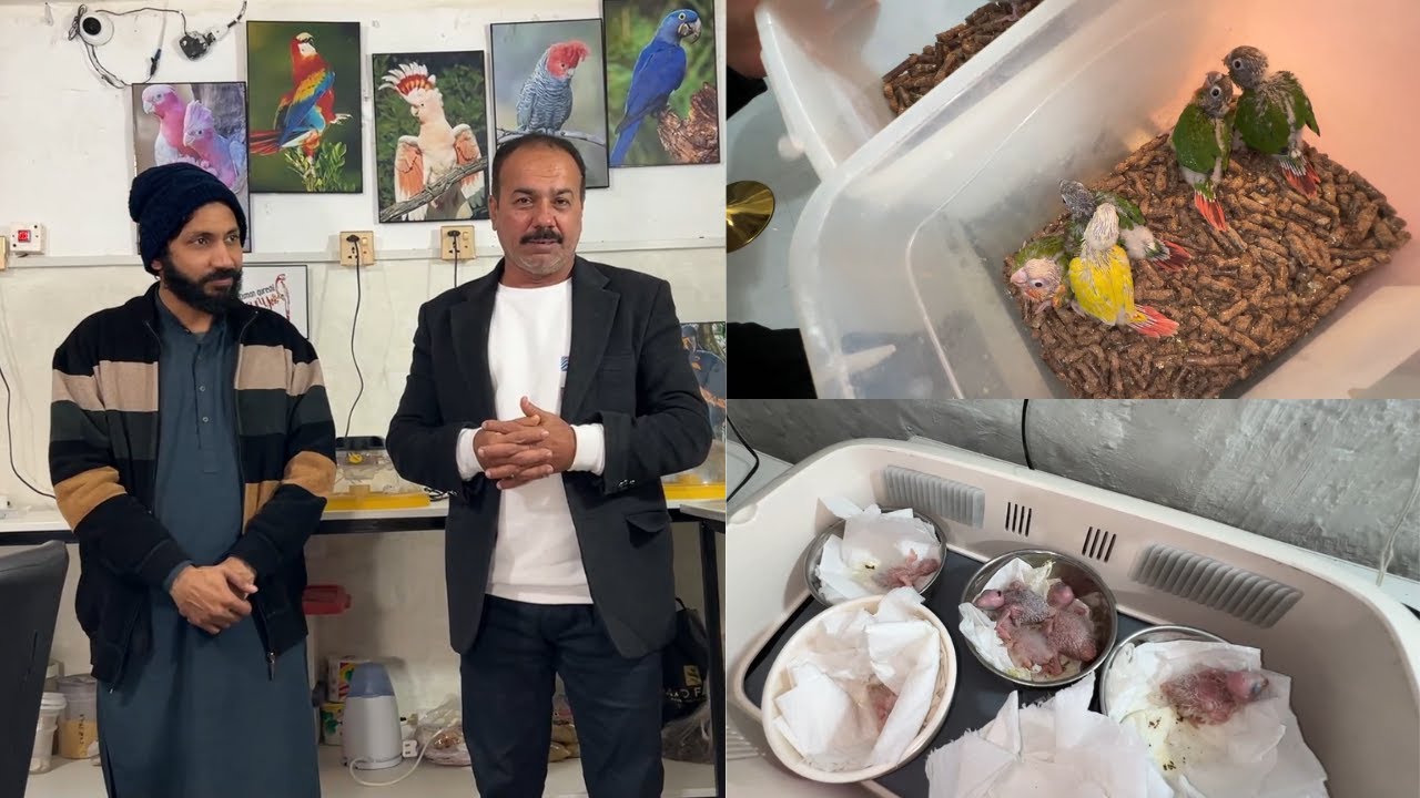 Hatching Parrots Eggs in Incubator | HATCHING Grey Parrots, Suncanor ...