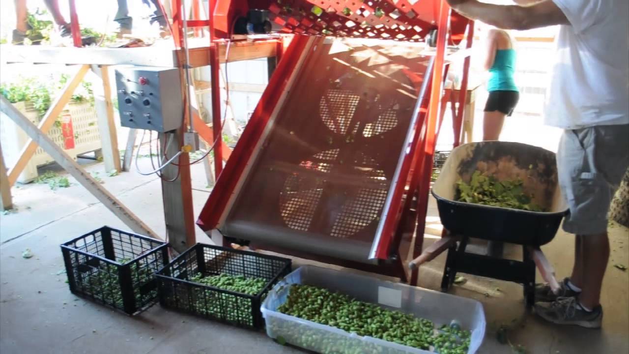 Small Scale Hop Harvester - Bine 3060 - YouTube