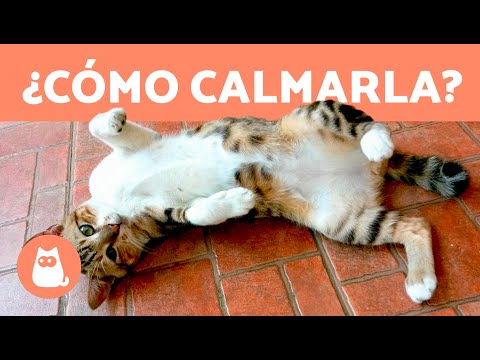 Cómo CALMAR a una GATA en CELO 🐱 ¿Se puede ESTERILIZAR a una GATA en CELO?