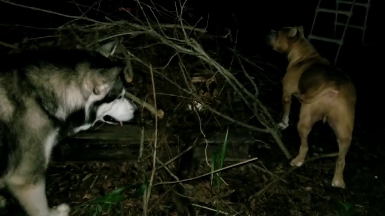 Pitbull Farts Super Loud............lol! - YouTube