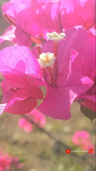 Google Pixel 3A || Mobile camera shoot beautiful flowers 🌺 || #viral # ...