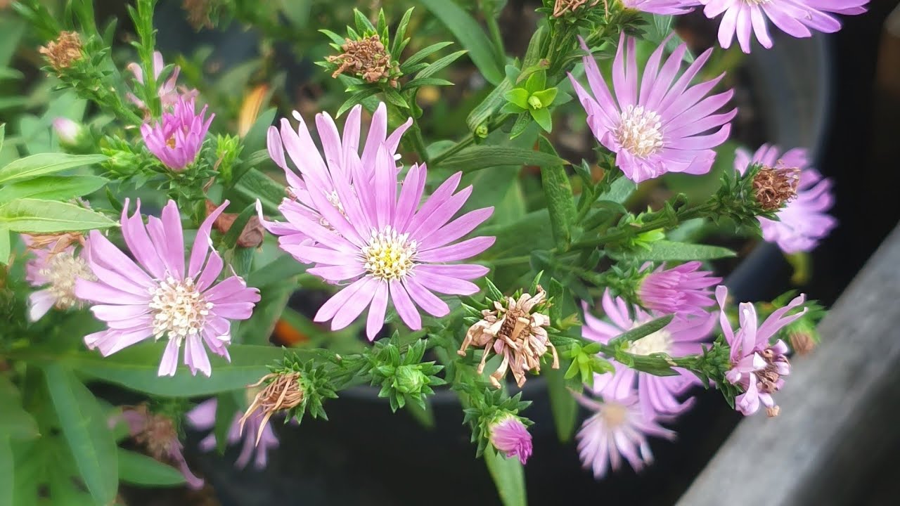 ASTER PLANT | More Flowers and plant care tips - YouTube