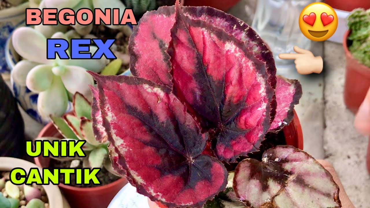 #Begonia Rex tanaman hias unik dengan warna yg cantik 4K - YouTube