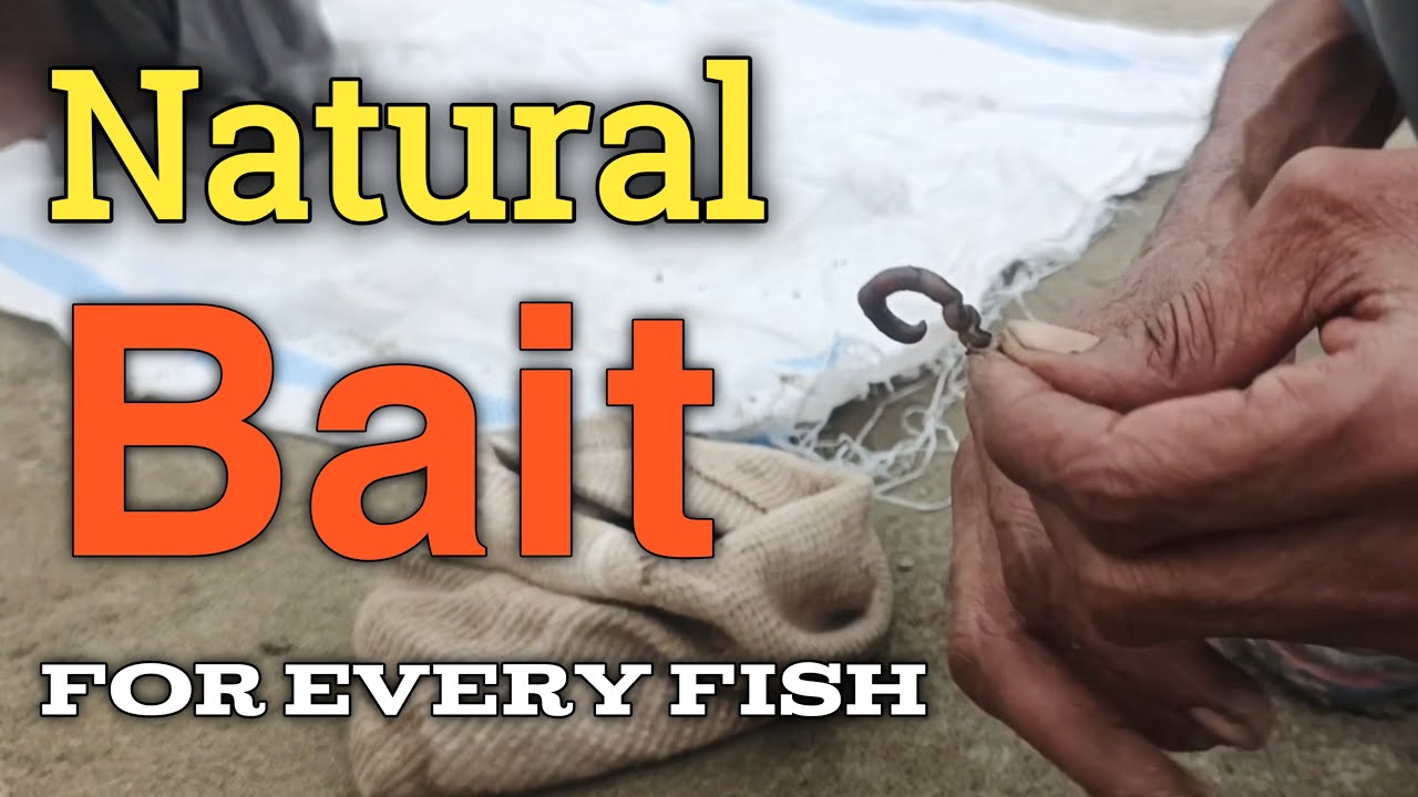 Fishing with Earthworms | Natural Bait That Always Works! (USA, Canada ...