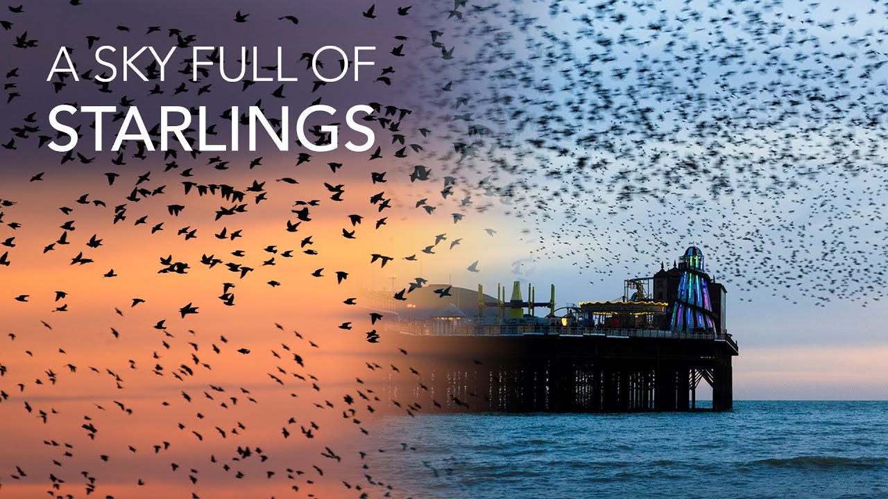 Stunning Starling Murmuration in Brighton, UK - Wildlife Photography ...