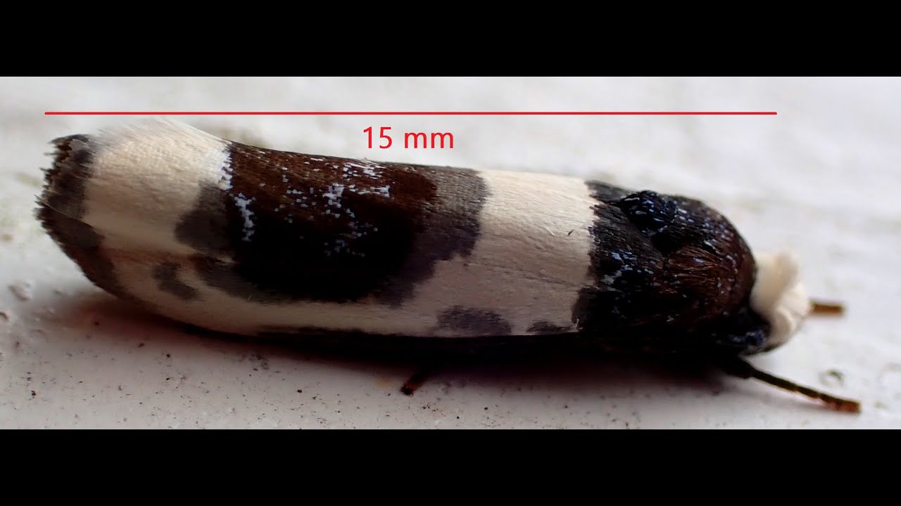 Chocolate-banded Micromoth / Micro-alevilla chocobandas (Ethmia ...