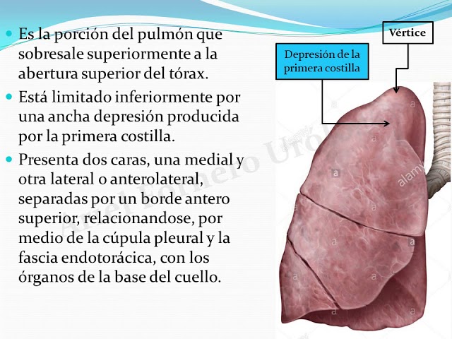Lóbulos Pulmonares