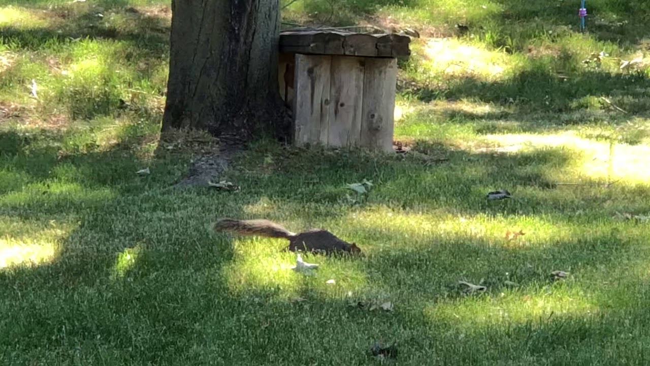 Squirrel Playing Around - YouTube