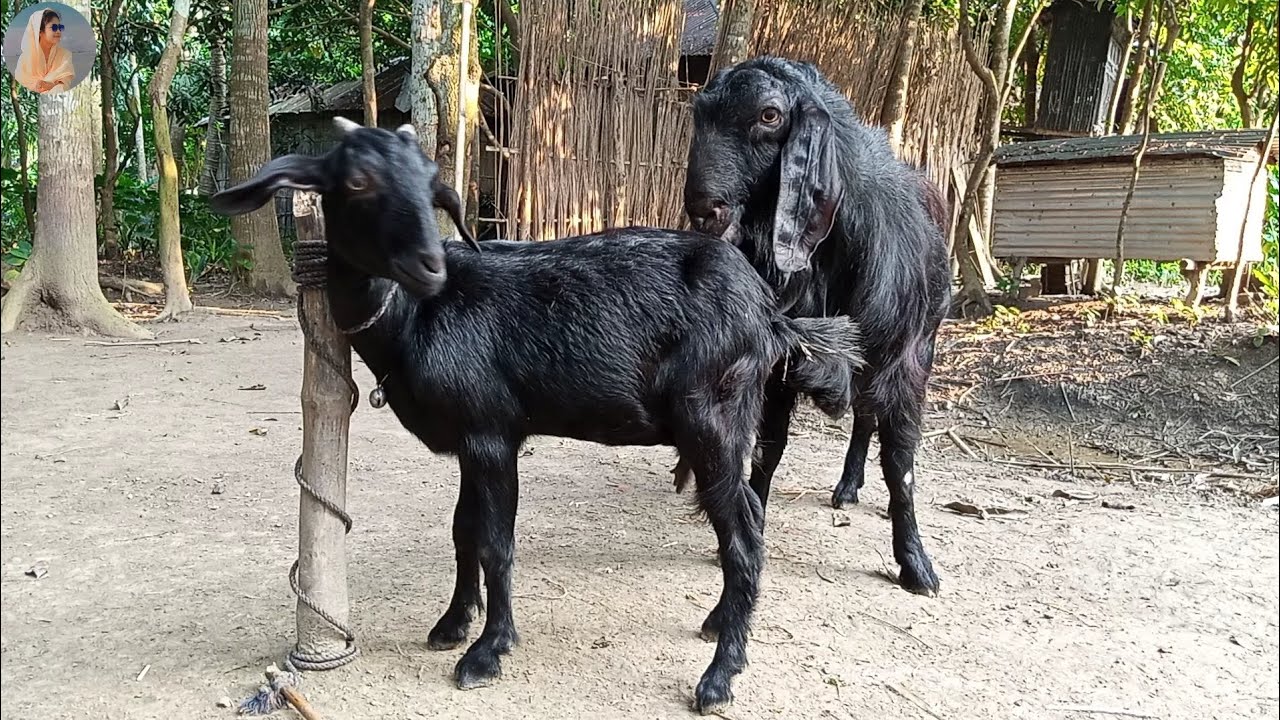 Lots of two goats they do very eautiful surprising shoots which we ...