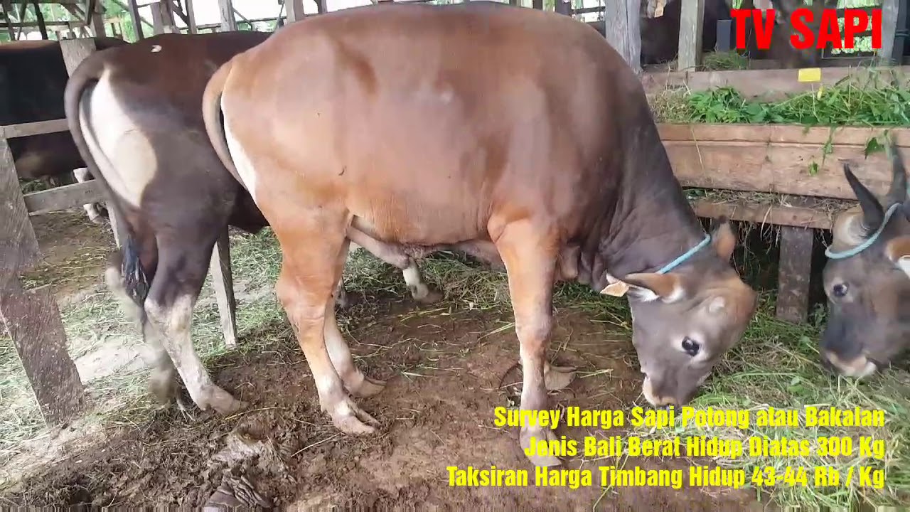 Survey Harga Sapi 300 UP - YouTube