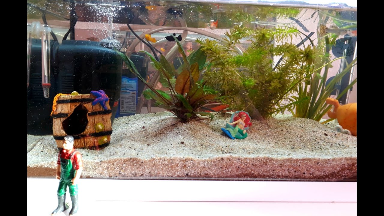 Acvariul Issabellei 60 L- Guppy - Molly - Pesti noi - Acomodare - YouTube
