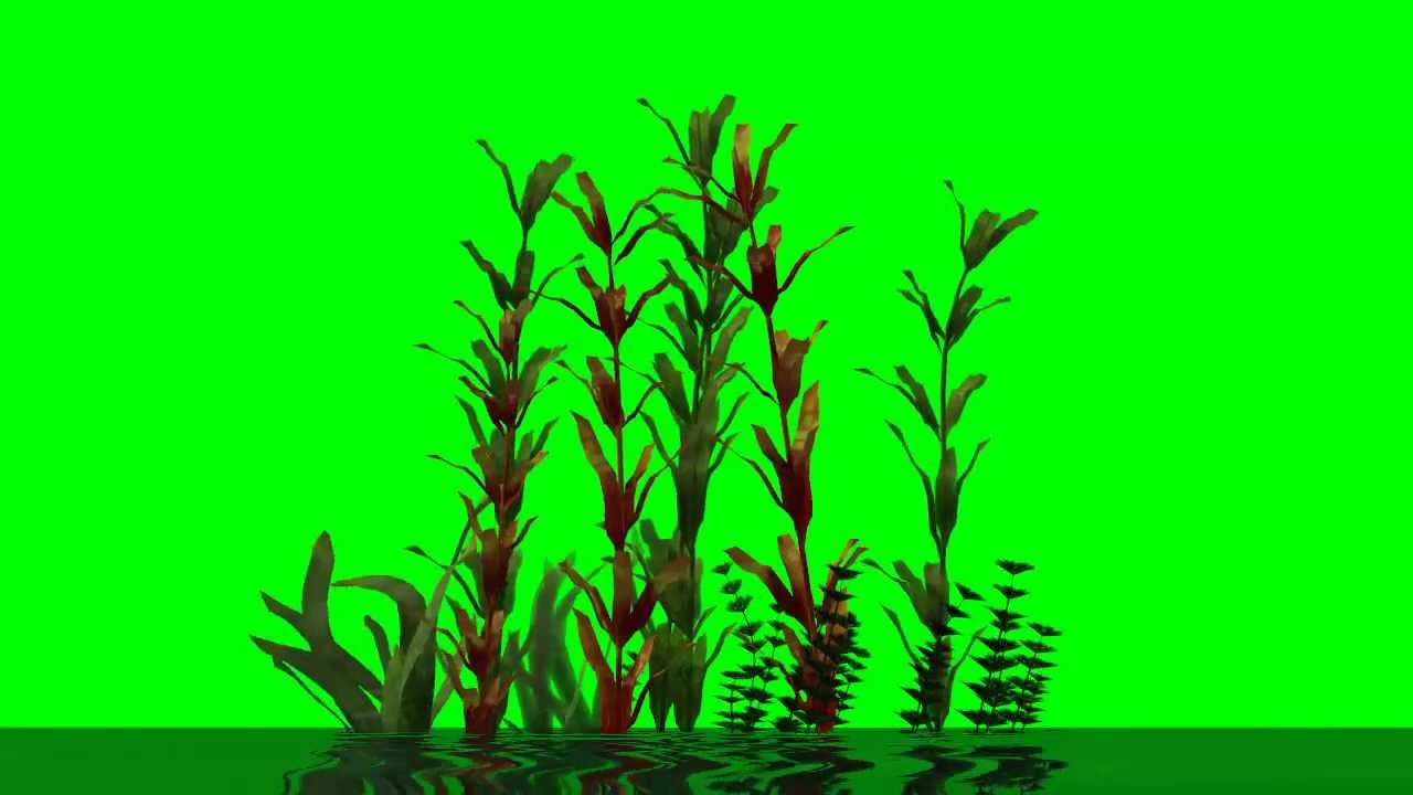 aquatic plants moves - "Chroma Key Effects" - YouTube