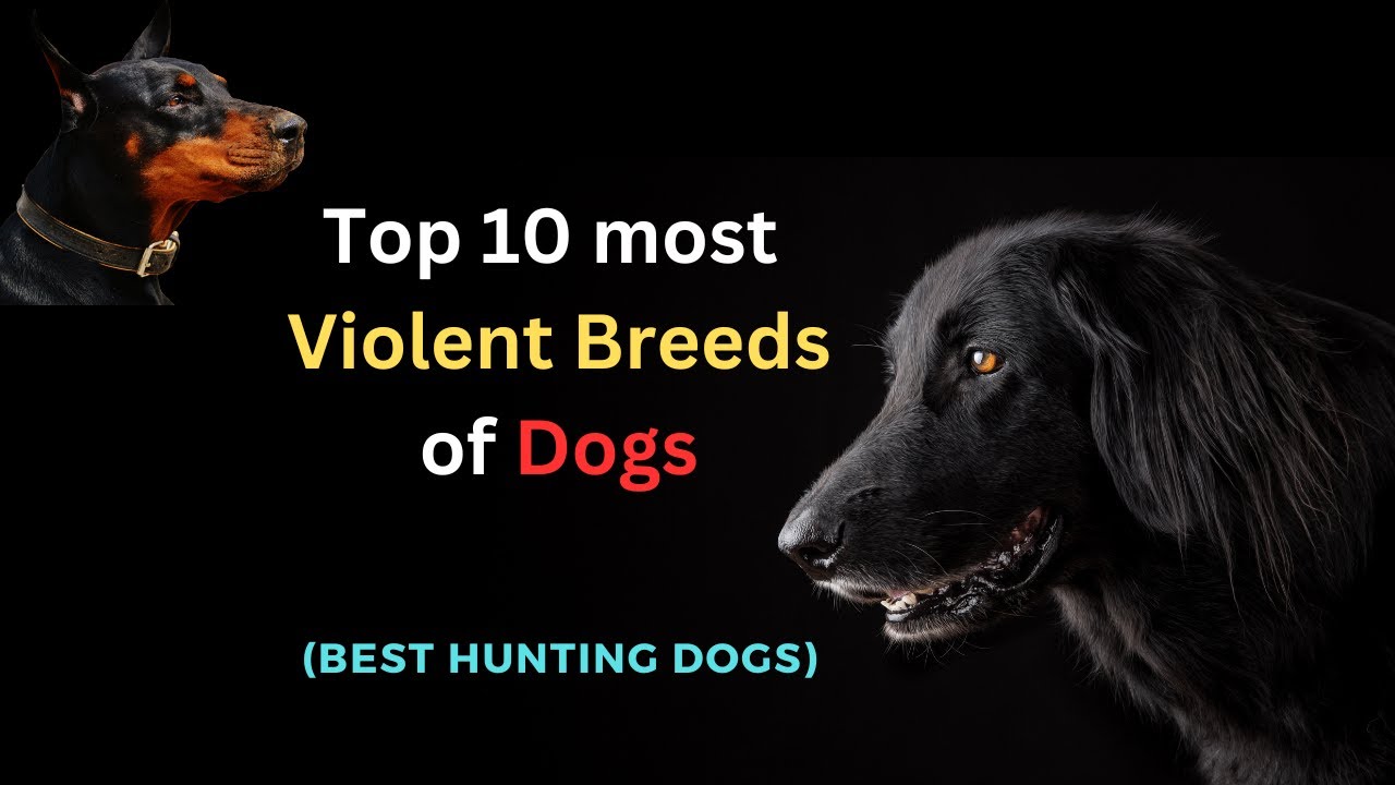Top 10 Violent Breeds of Dogs | Ten Most Furious and aggressiv Dogs ...