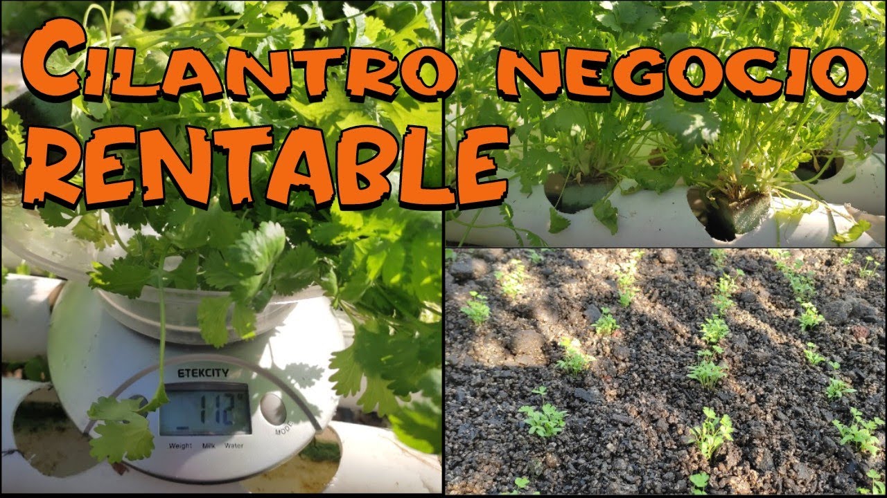 Cultivo de cilantro una excelente fuente de ingresos😲💵💵💵NEGOCIO ...