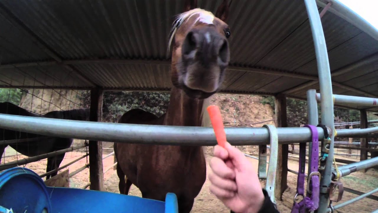 Horse eats GoPro Hero3 - YouTube