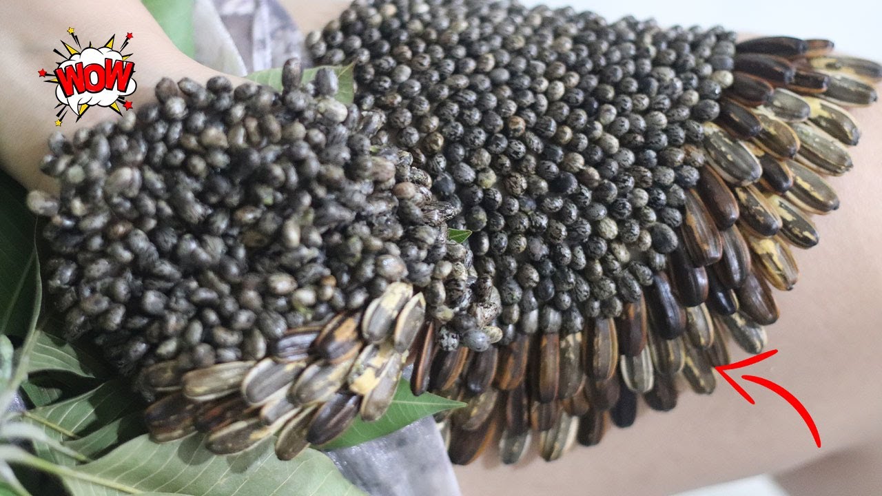 Remove ticks with green seeds#131 - YouTube