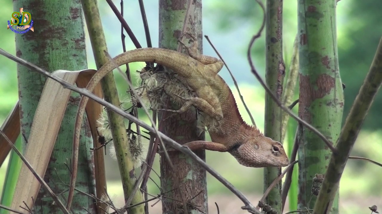 Cambodia Lizard || How To Catch Lizard By The Easy Way - YouTube