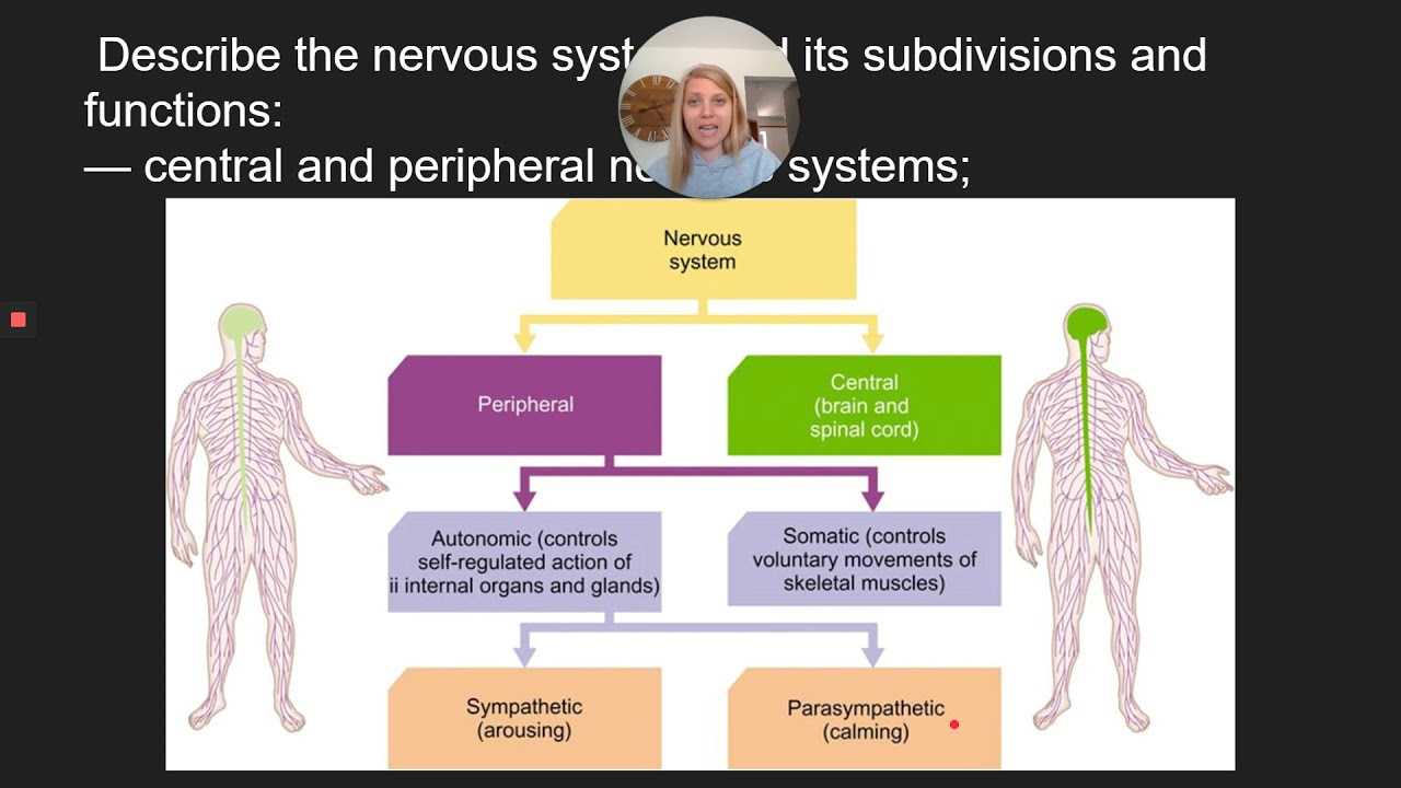 AP Psych Biological Basis of Behavior Review - YouTube