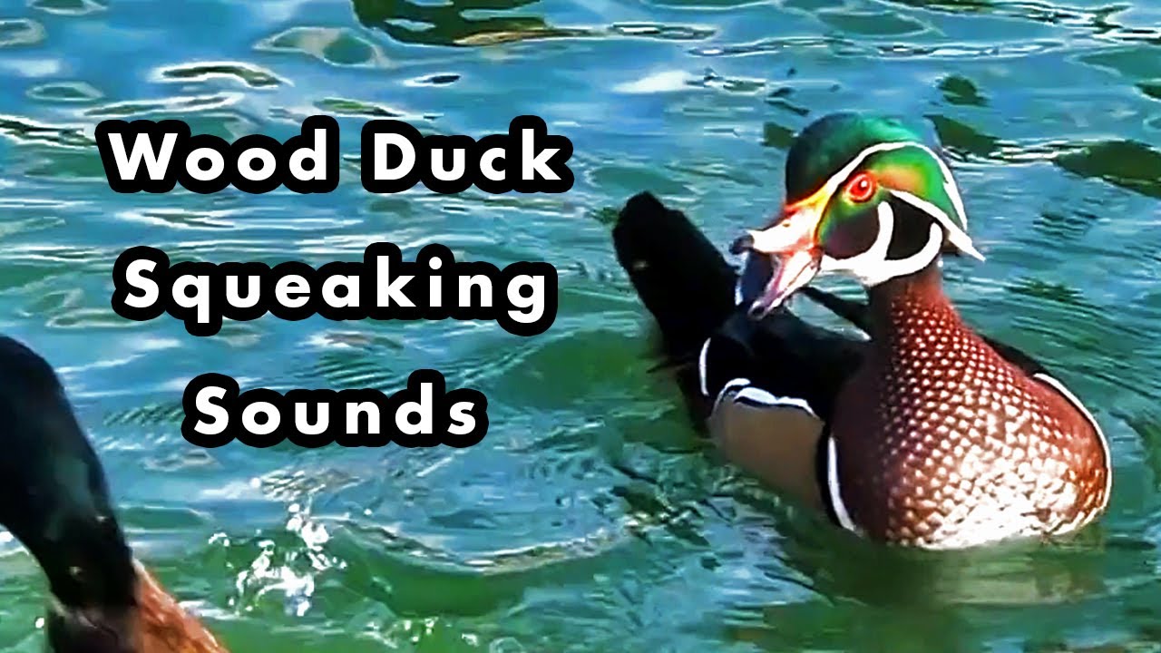 Wood Duck Squeaking at Mallard Ducks - YouTube