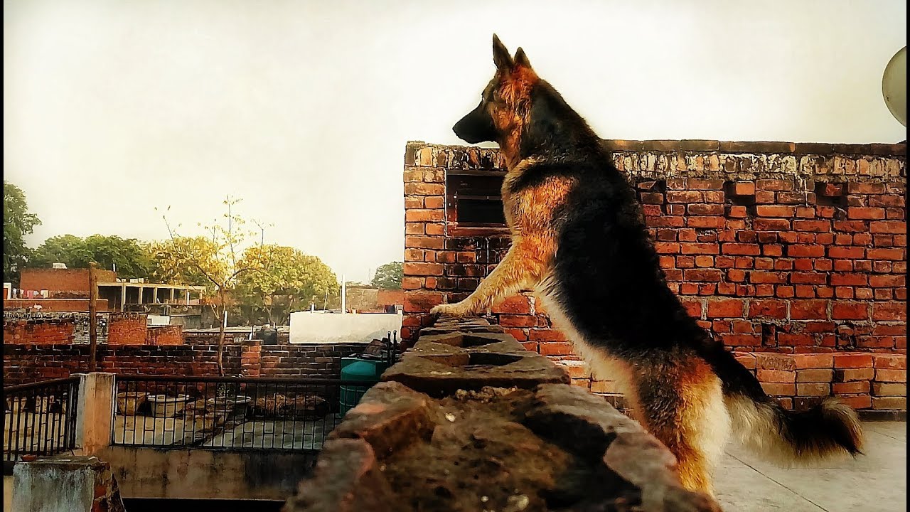 ROXY || GERMAN SHEPHERD DOG CHASING A CAt - YouTube