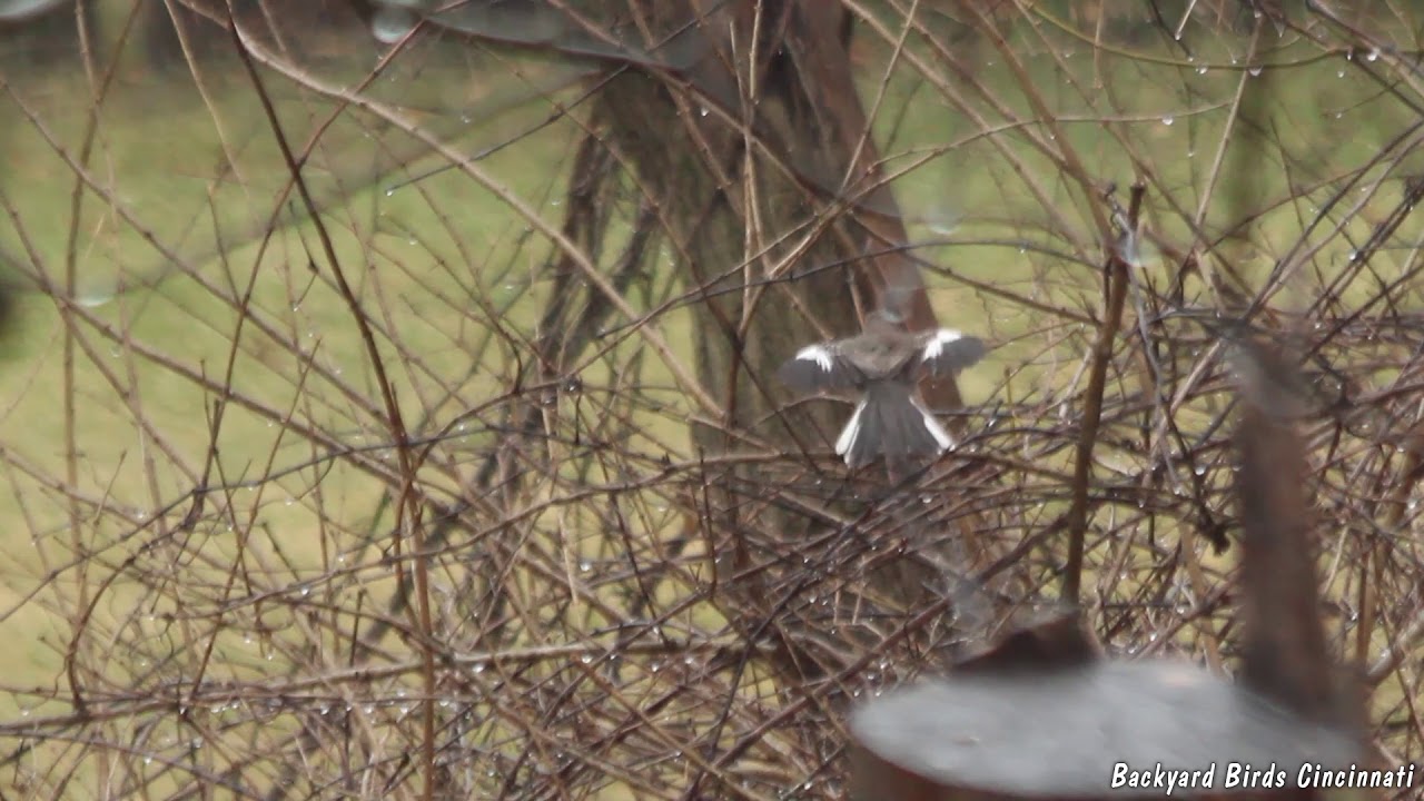 Northern Mockingbird bathing in the rain - YouTube