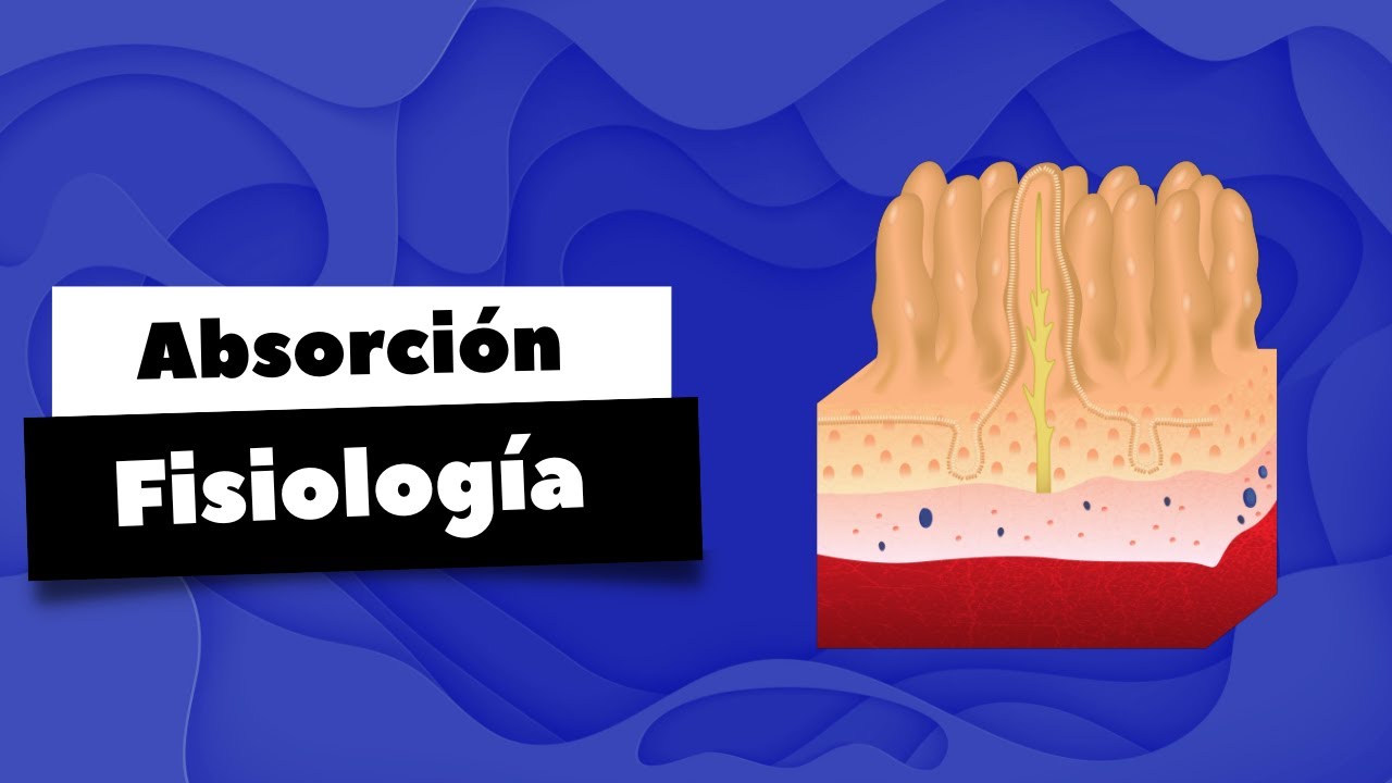 Fisiología de la absorción - YouTube