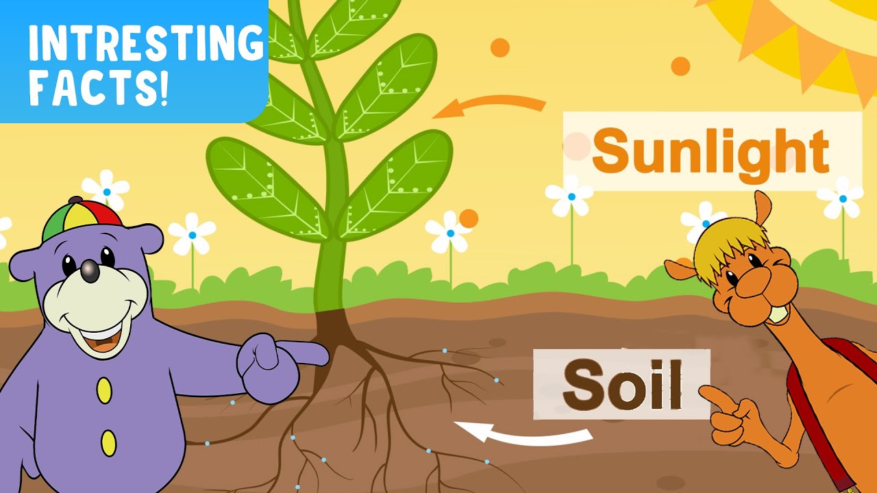 Interesting Facts About Soil & Sunlight! - YouTube