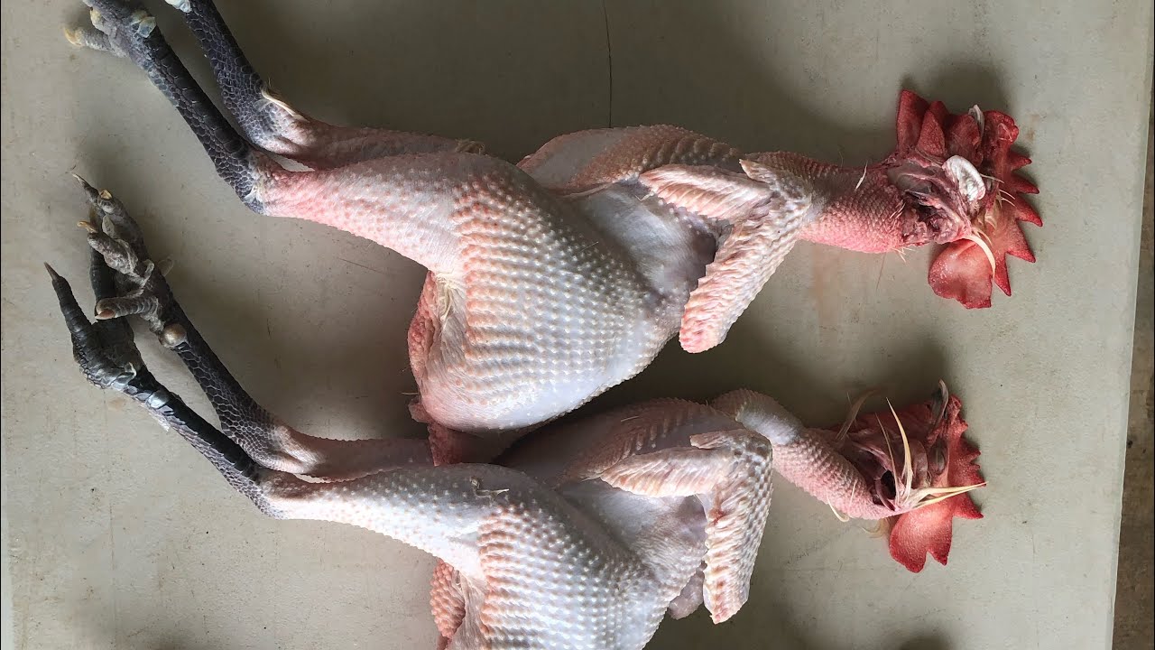 How to eviscerate a chicken 🐓 - YouTube