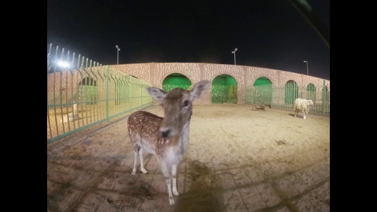 My story Wildlife animal in zoo - YouTube