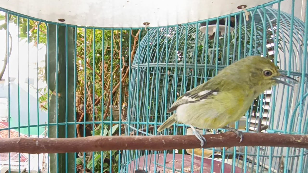 CIPOH MUDA HUTAN LANGSUNG RESPON | PANCINGAN CIPOH BAHAN AGAR BUNYI ...