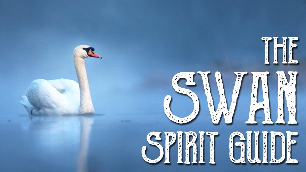 The Swan Spirit Guide - Ask the Spirit Guides Oracle - Totem Animal ...