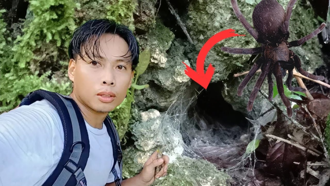 tarantula hunting | philippines tarantula - YouTube