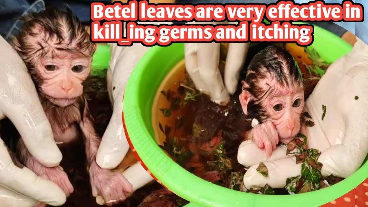 On the 3rd day, bathe Nomi with betel leaf herbal medicine, her ...