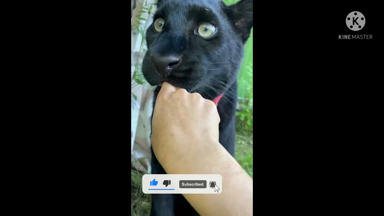 My panther bite me litely (Part 3) - YouTube