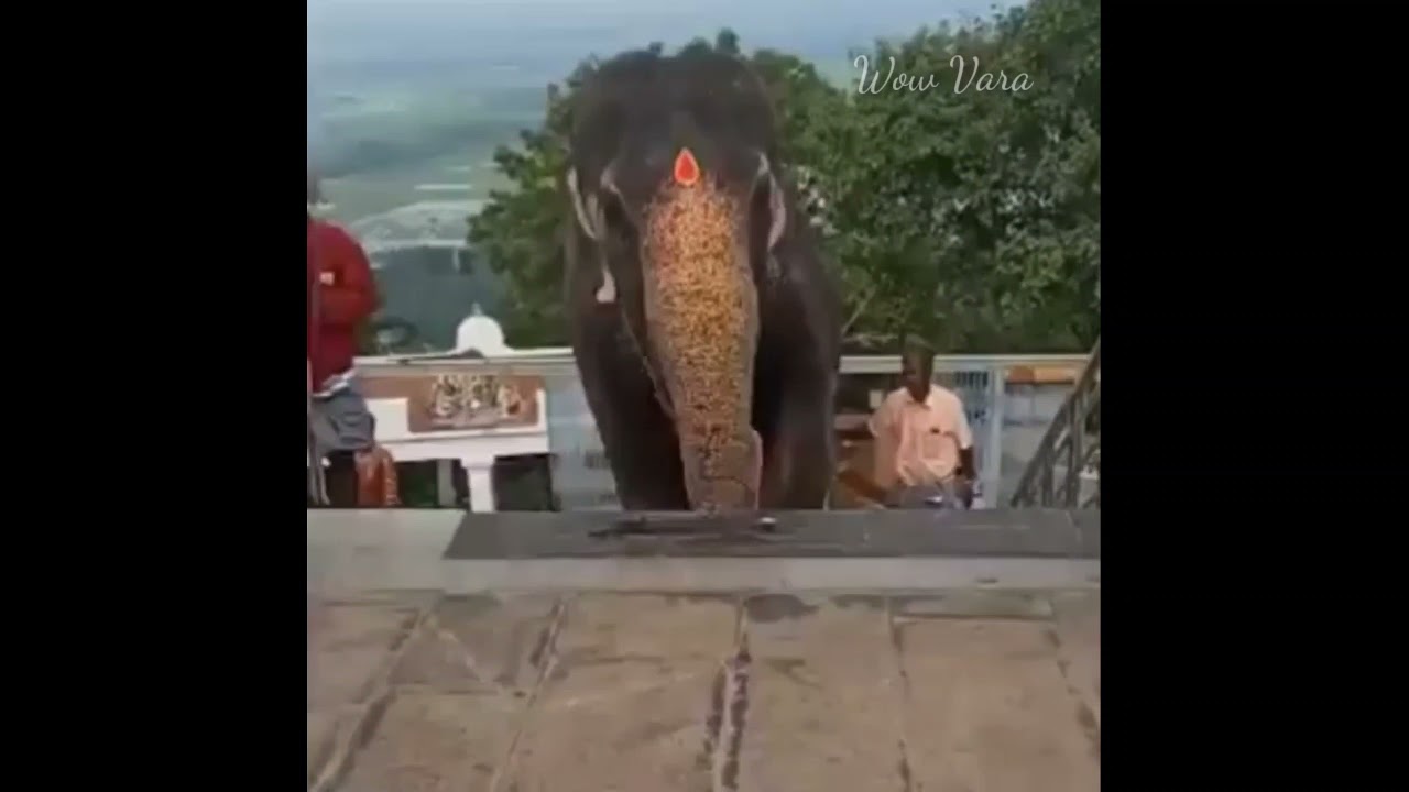 Palani Murugan Temple Elephant || Elephant Waking In Palani Temple ...