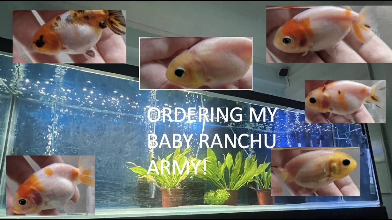 GETTING FANCY GOLDFISH BABIES! - YouTube