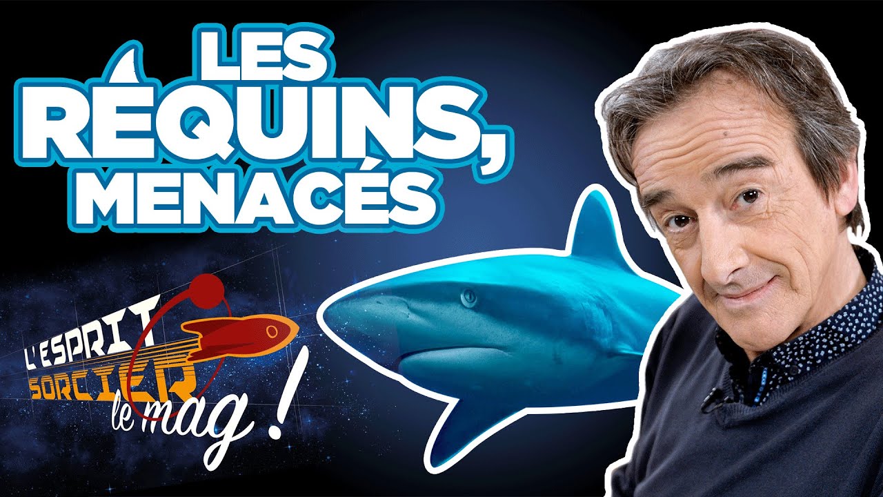 Protégeons les requins ! - L'Esprit Sorcier, le mag avec Fred Courant ...