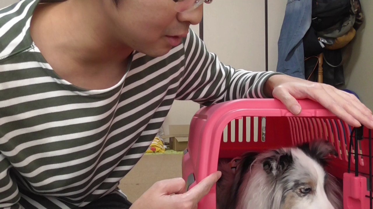 【可愛いシェルティ】クレート内の吠えの対処法。Cute Sheltie:How to deal with barking in the ...