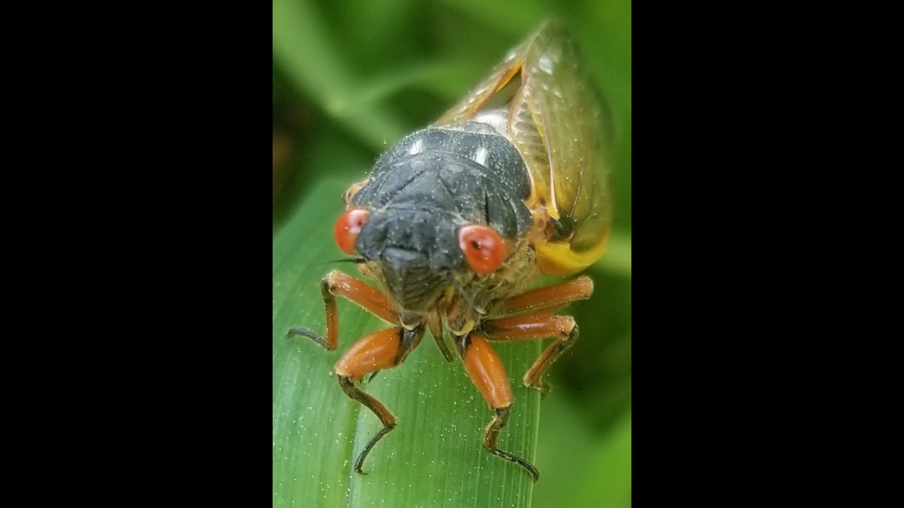 LOVE IS CALLING (The Cicada Song) - YouTube