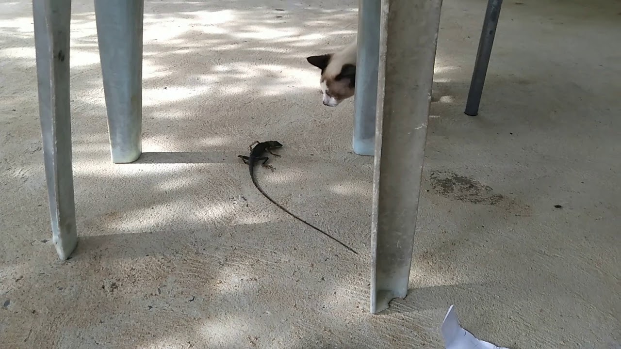 Cat Vs baby Alligator 😁😁😁 - YouTube