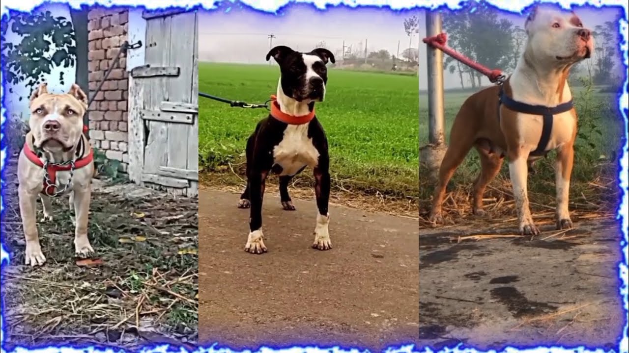 New pitbull dog tik tok video @Petbul_lover_302 1lakh views kra do guys ...