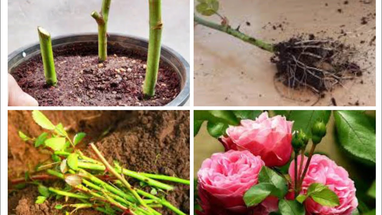 How to propagate Rose from cuttings। How To Grow Rose from cutting ...