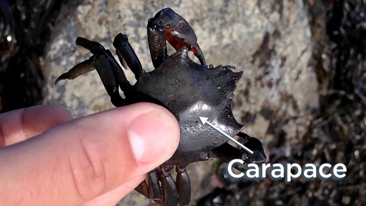Cascade Head Biosphere Region | Bio-Blitz Journal - Shield-Back Kelp ...