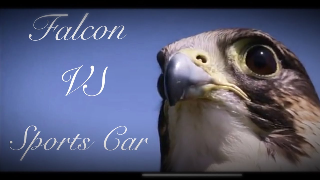 Falcon Racing Sports Car - YouTube