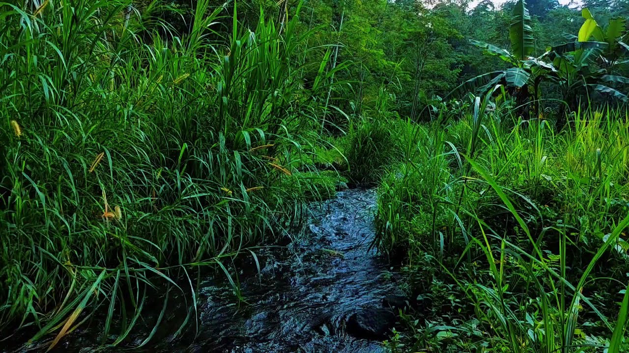 Peaceful Forest Stream | 4K UHD Nature Sounds for Sleep & Meditation ...