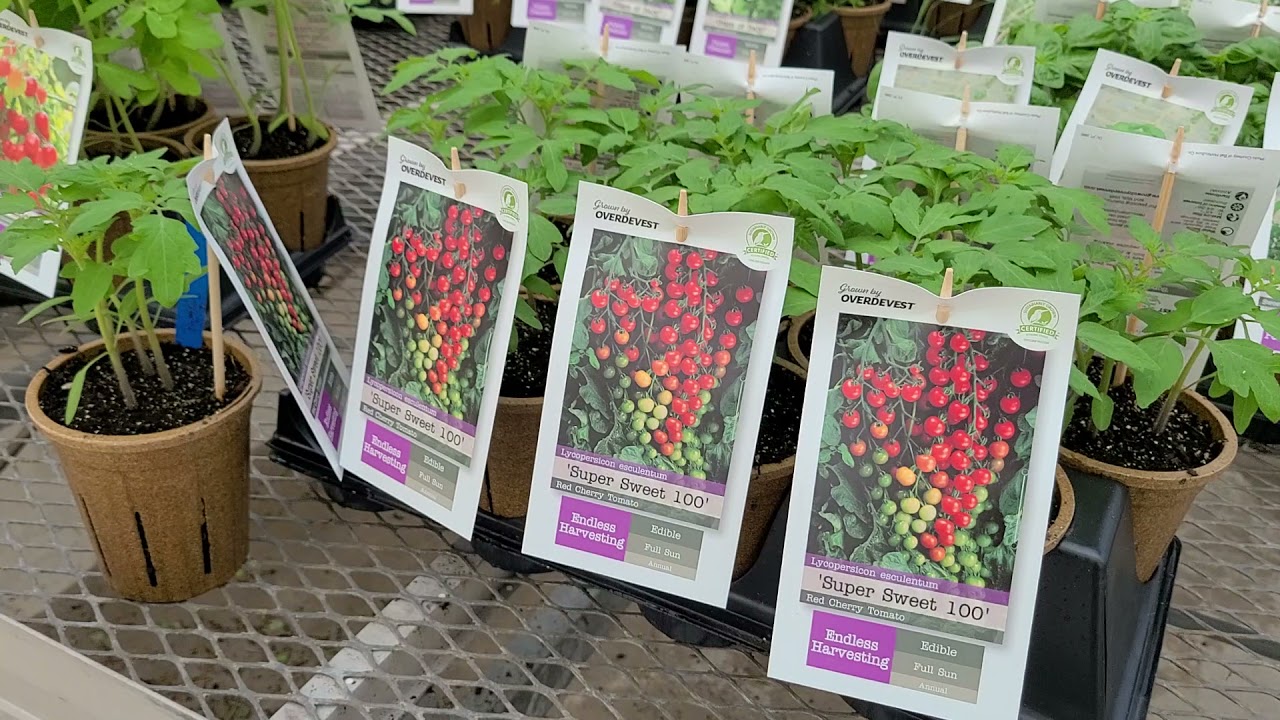 Tomato Super Sweet 100 🍅 // Bursting flavorful sugary sweetness ...