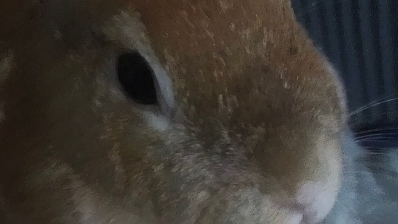 introduce a cute bunny that will make you happy - YouTube