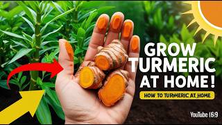 How to Grow Turmeric at Home & Get a BIG Harvest! 🌱💛 (Step-by-Step)