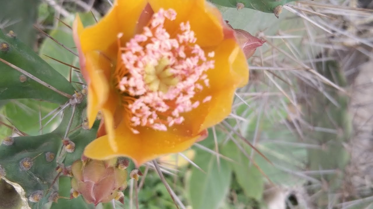 Structure of Typical flower - YouTube