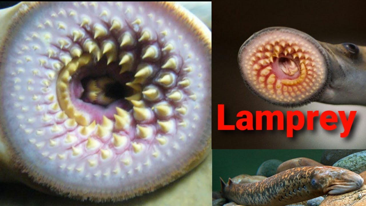 Most dangerous creature in water| Eaten alive by sea lamprey | Lamprey ...